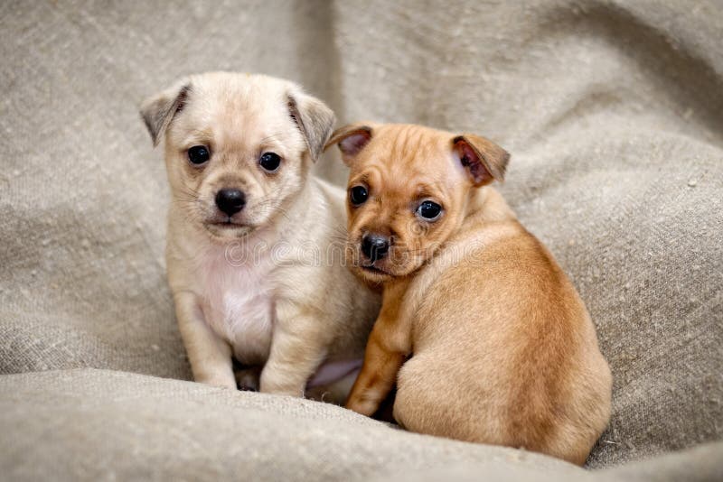 Puppies stock image. Image of dogs, adorable, puppy, pets - 85612389