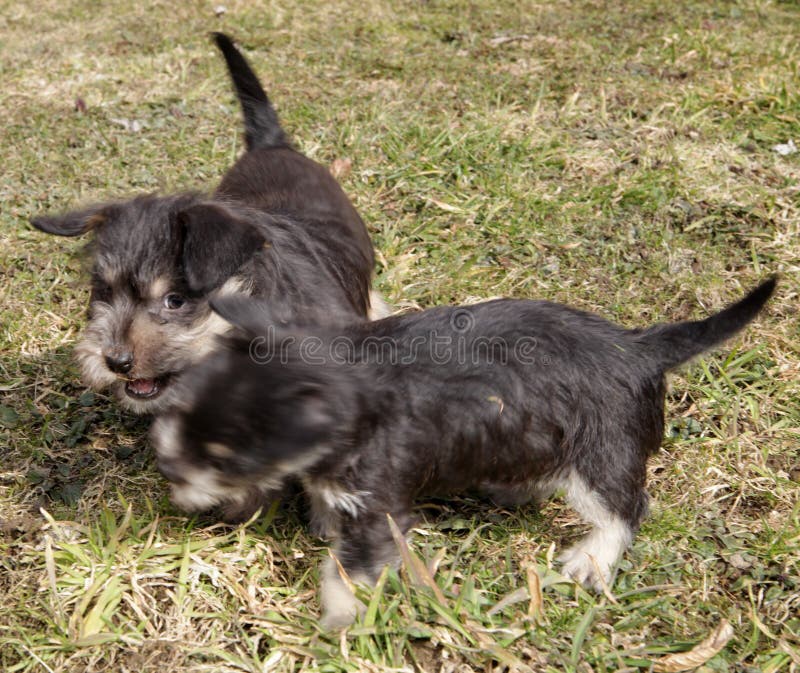 Puppies stock photo. Image of look, domestic, gras, agility - 62170642