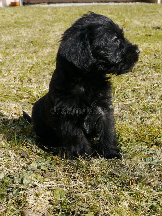 Puppies stock photo. Image of domestic, mammal, playing - 108404564