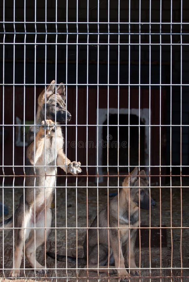 Puppies in the dog pound stock image. Image of domestic - 19710485