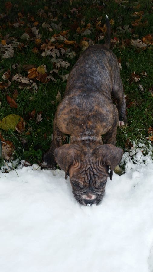 Puppies first winter stock photo. Image of boxer, winter - 47748260