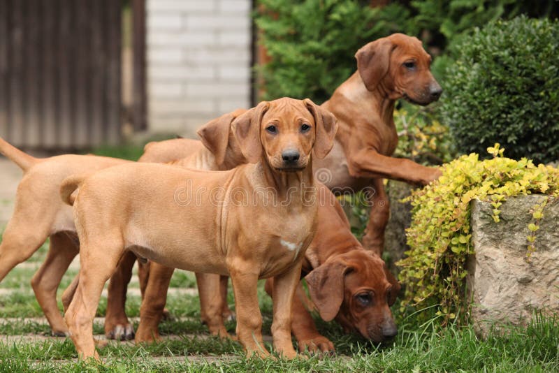 Rhodesian Ridgeback with Puppies Stock Photo - Image of female, mammal ...