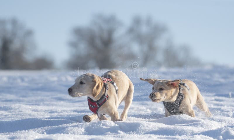 Puppies Having Fun in the Snow Stock Image - Image of labrador, snow ...