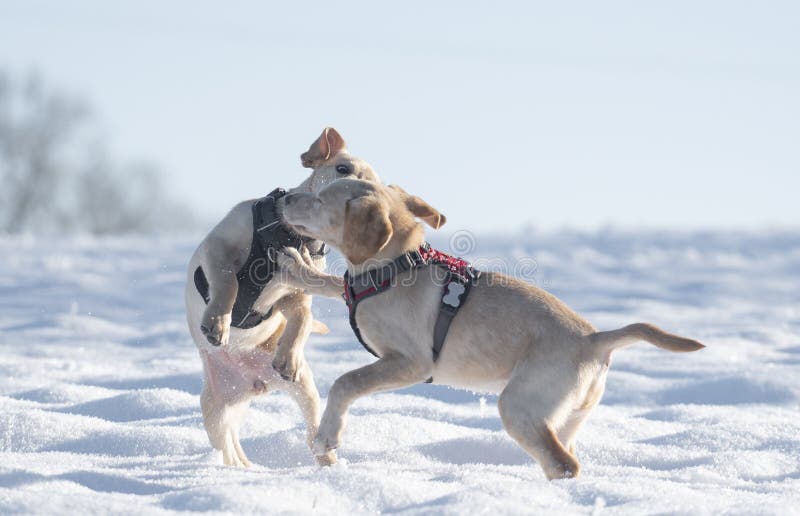 Puppies Having Fun in the Snow Stock Photo - Image of snow, puppies ...
