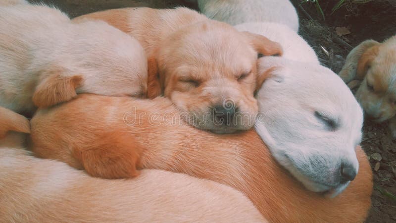 Puppies stock image. Image of brown, golden, puppies - 72535091