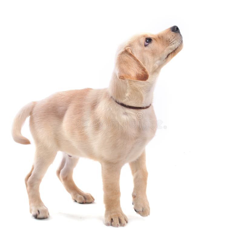 Side View of a Cute Labrador Retriever Puppy Looking Up Stock Photo ...
