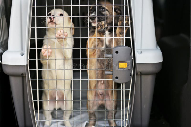 Puppies in a Plastic Container for Transporting Animals. Stock Image ...