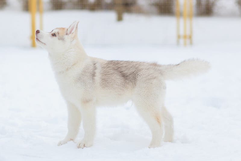 Puppies Playing in the Snow Husky Stock Photo - Image of playful, park ...