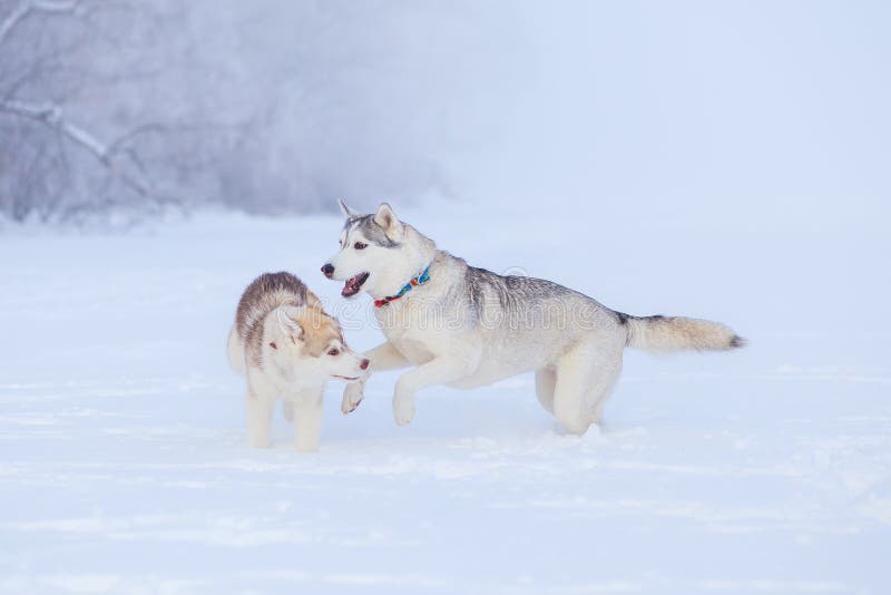 Puppies Playing in the Snow Husky Stock Image - Image of beauty, canine ...