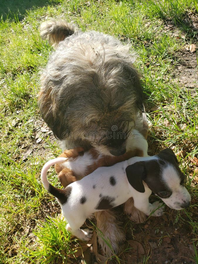 Puppies stock image. Image of outside, cute, puppies - 149520959