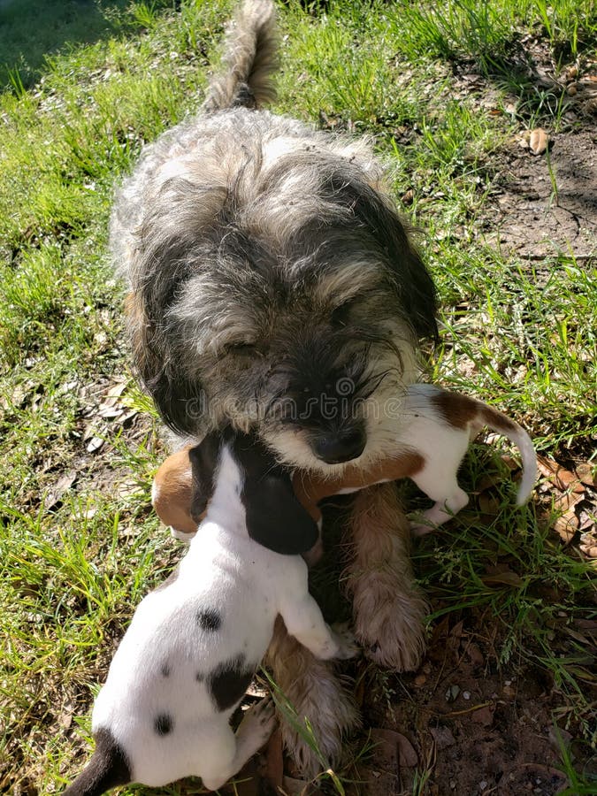 Puppies stock image. Image of playingg, puppies, outside - 149520983