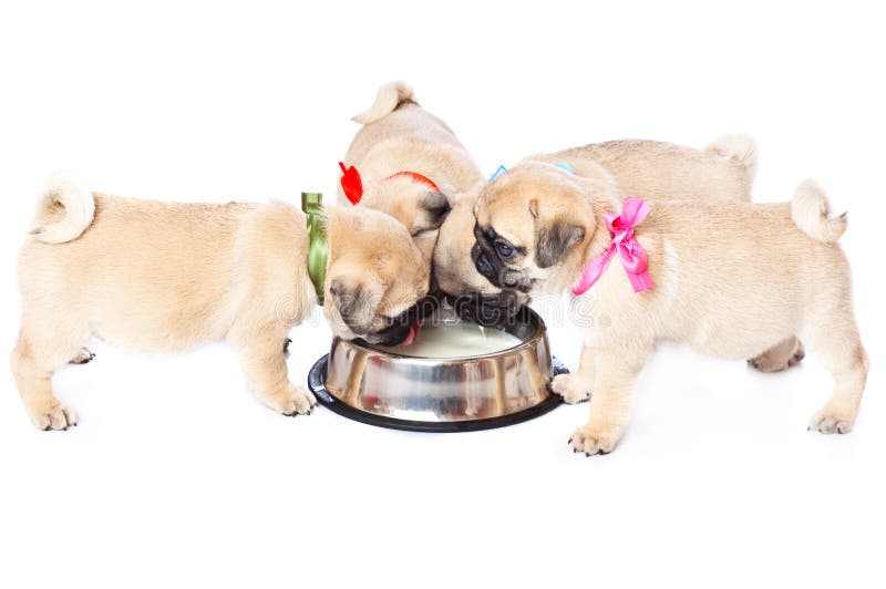 Puppies of Pug Near Bowl with Milk Stock Photo - Image of pedigreed ...