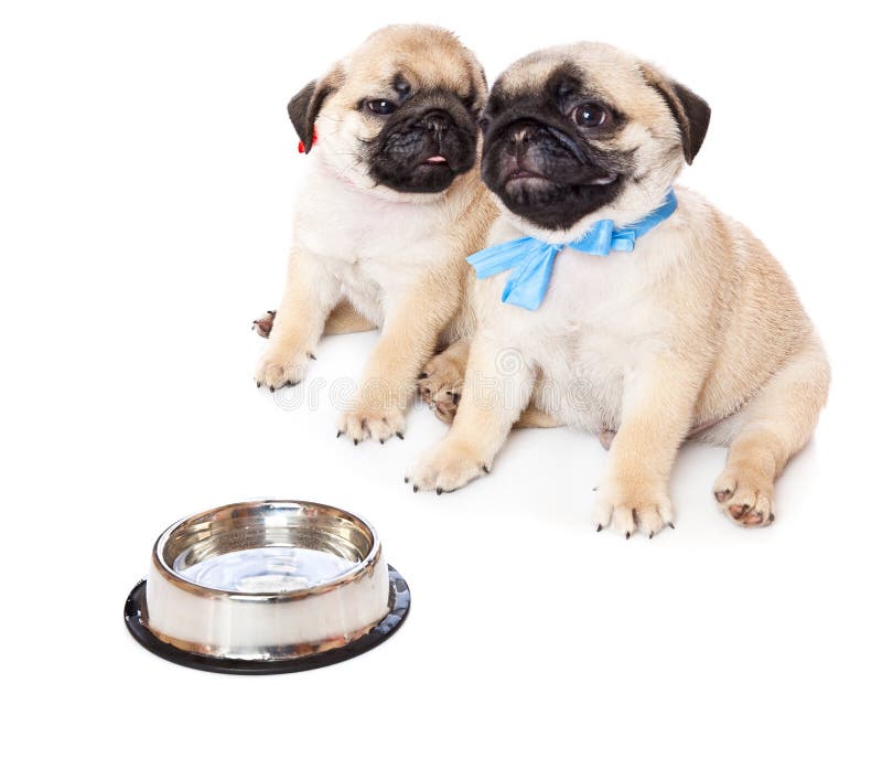 Puppy of Pug Near Bowl with Milk Stock Image - Image of bowl, pedigree ...