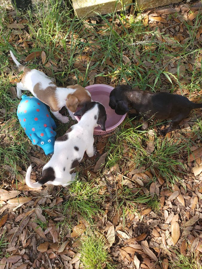 Puppies stock photo. Image of puppies, playingg, outside - 149522630