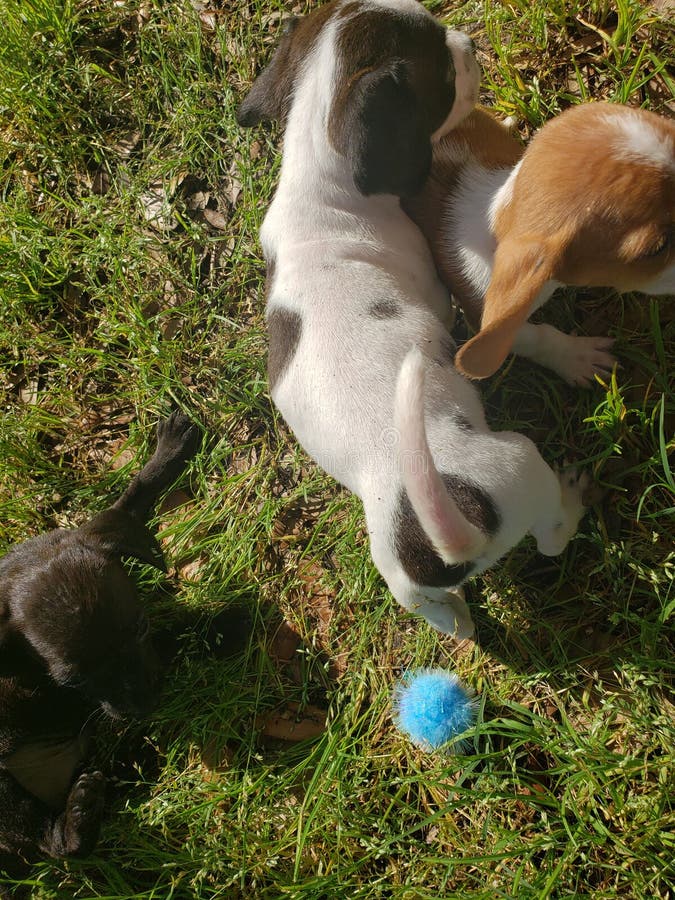 Puppies stock image. Image of playingg, cute, outside - 149523925