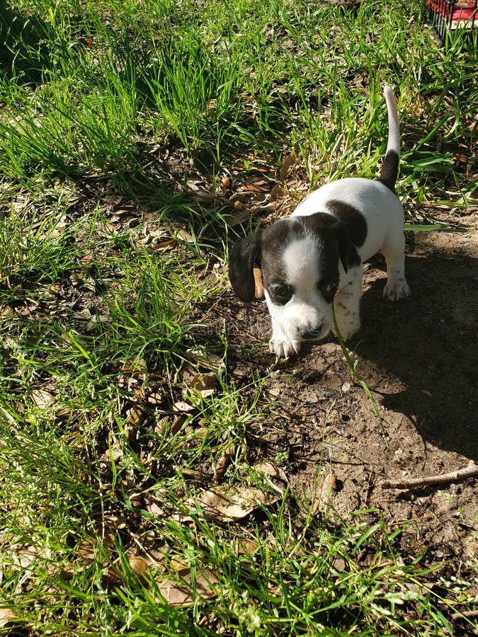 Puppies stock photo. Image of cute, outside, puppies - 149524084