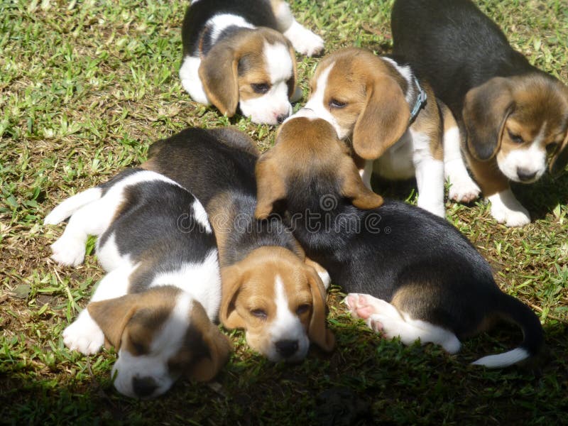 Puppies resting together stock image. Image of tricolor - 150764787