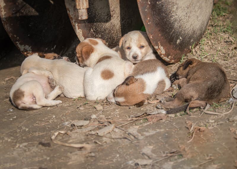 Puppies Sleeping Under a Shade Stock Image - Image of cute, sitting ...