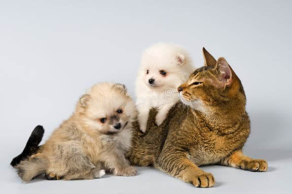 Puppies of the Spitz-dog and Cat Stock Image - Image of studio, spitz ...