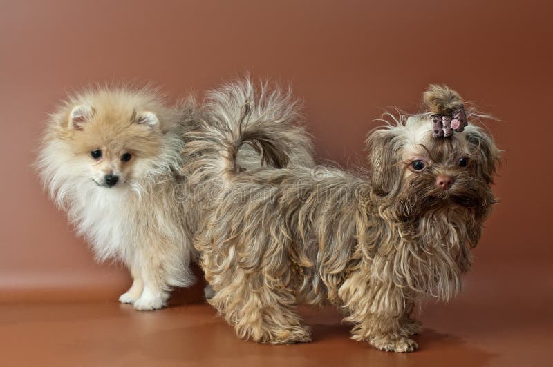 Two Puppies of the Spitz-dog in Studio Stock Photo - Image of humor ...