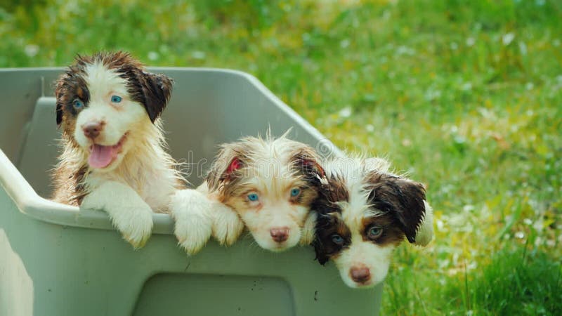 Puppies after Taking a Bath. Cute Wet Pets Peep Out of the Basket Stock ...