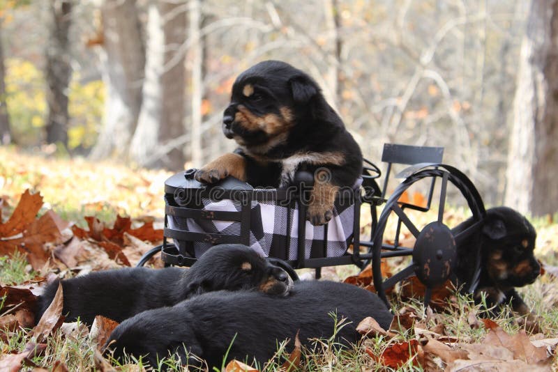 Puppies in a tractor stock image. Image of tractor, sleeping - 268304581
