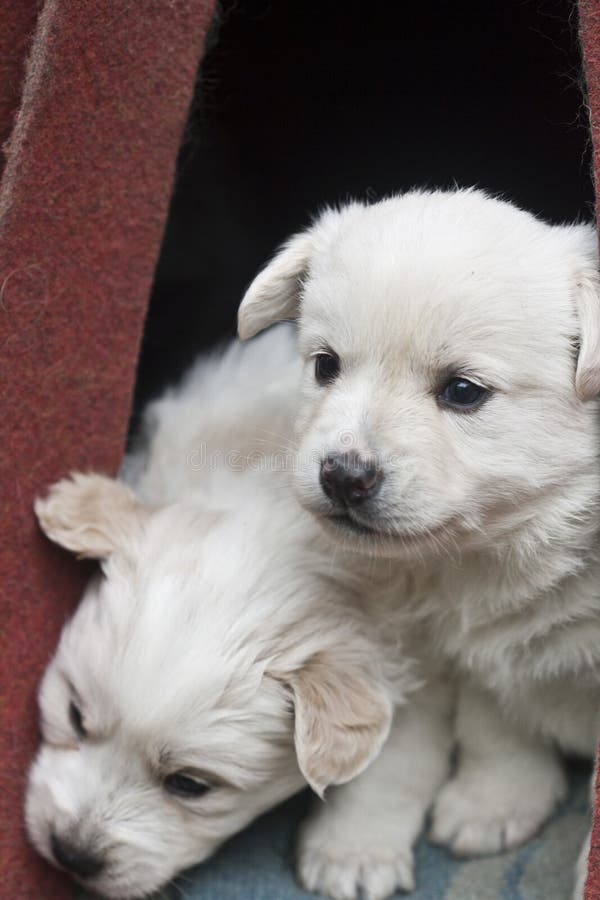 Puppies stock image. Image of animal, canine, golden - 49797007