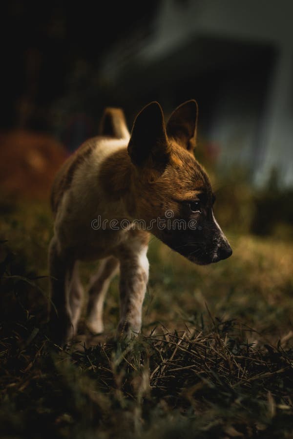 Puppies were left,pitiable stock image. Image of cute - 101143623