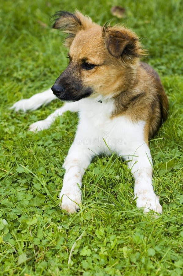 Puppy stock photo. Image of pretty, animal, puppy, young - 11323556