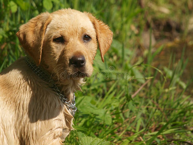 Puppy stock image. Image of doggy, green, labrador, puppy - 14470345