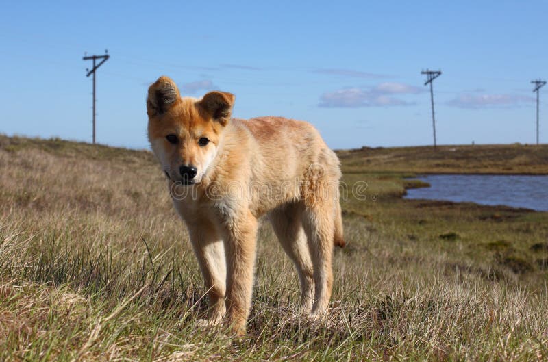 Dog stock image. Image of outdoor, wild, nature, natural - 15573909