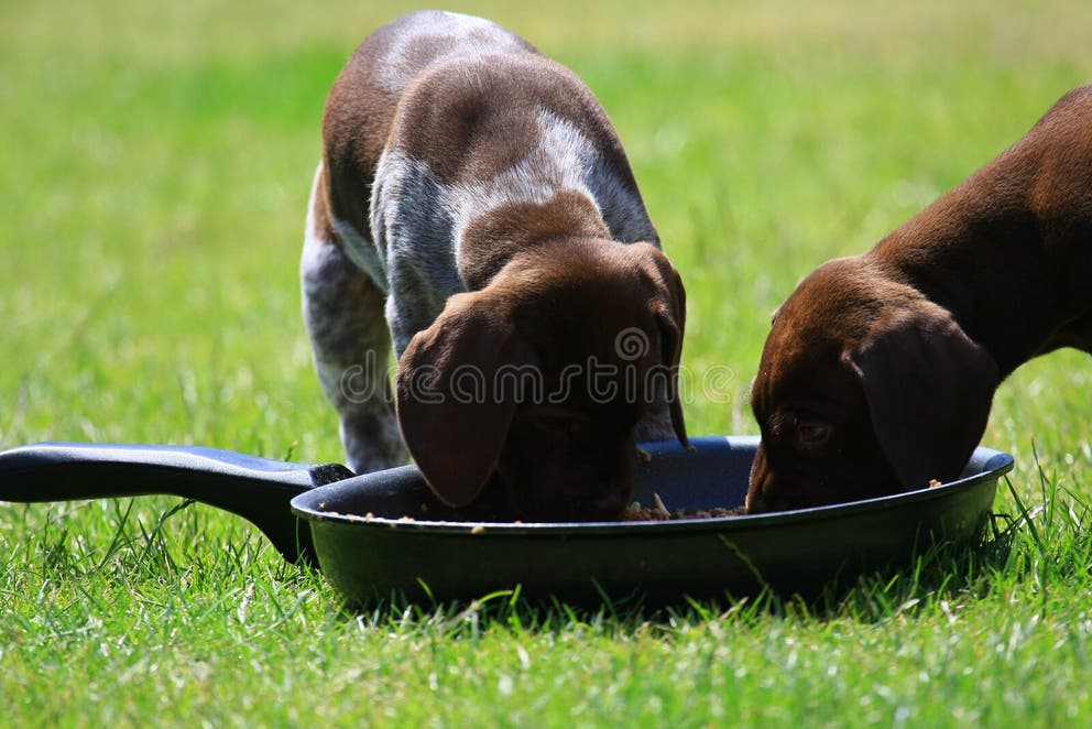 Puppy stock photo. Image of deutsch, bird, happy, englisher - 5557008