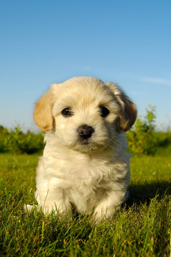 Small Golden Retriever Puppy Stock Image - Image of friend, cute: 6512869