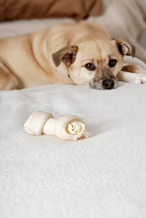 Puppy stock photo. Image of play, mammal, waiting, bone - 6553912