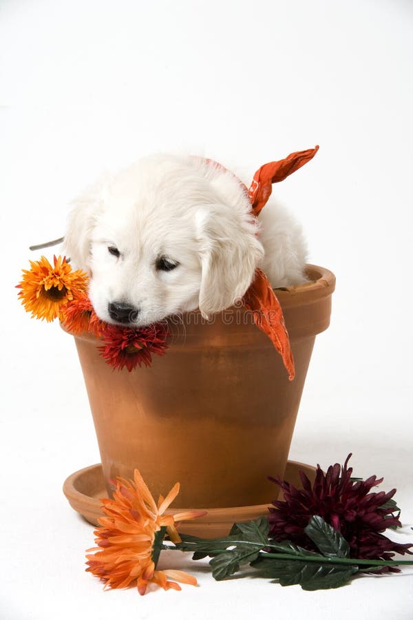 Sweet puppy stock image. Image of retriever, doggy, adorable - 672863