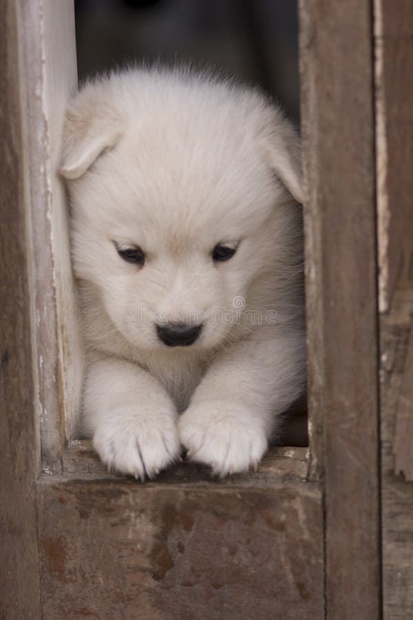 10,585 Samoyed Photos - Free & Royalty-Free Stock Photos from Dreamstime