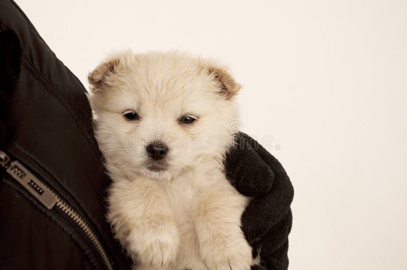Puppy stock photo. Image of puppy, cute, clean, cuteness - 33459006