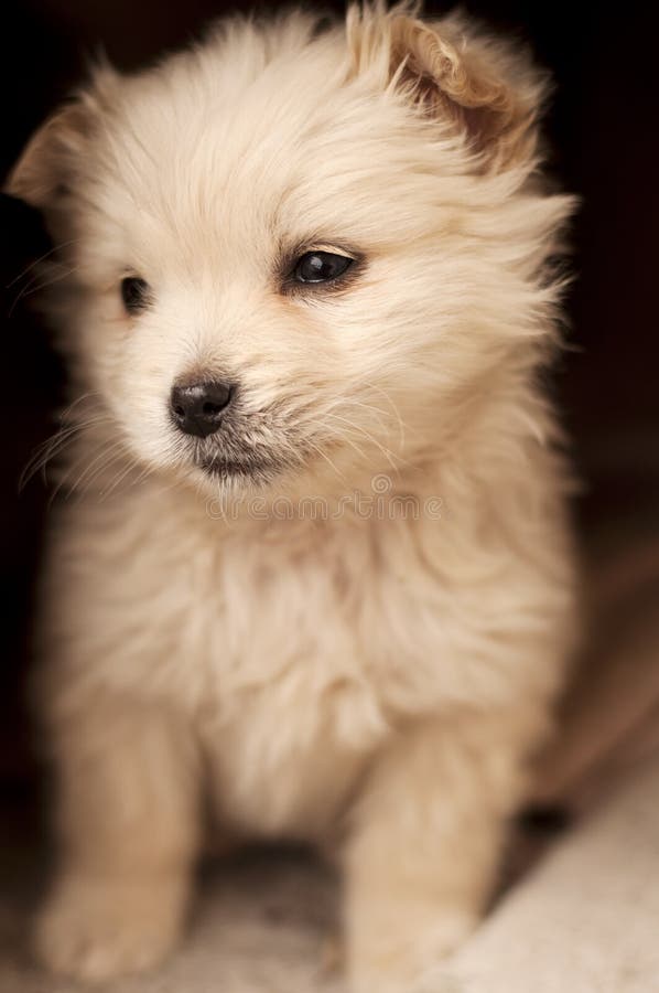 Puppy stock image. Image of beautiful, puppy, adorable - 33459015