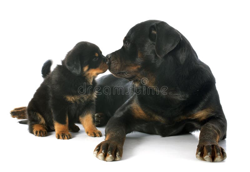 Adult Rottweiler Playing In The River Stock Image - Image of expression ...