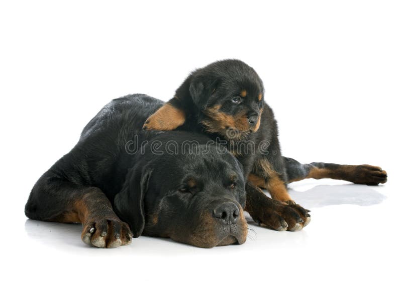 Adult Rottweiler Playing In The River Stock Image - Image of expression ...