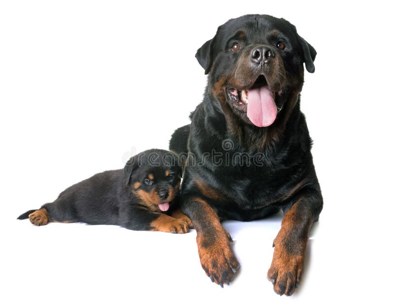 Adult Rottweiler Playing In The River Stock Image - Image of expression ...