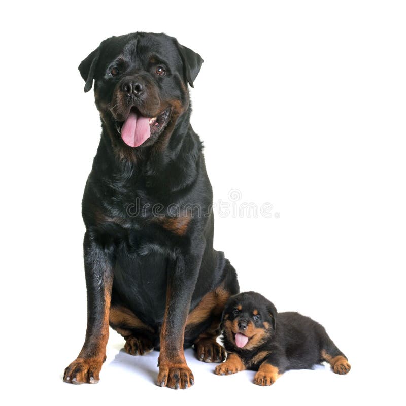 Adult Rottweiler Female Stand In The Sun Stock Photo - Image of animal ...