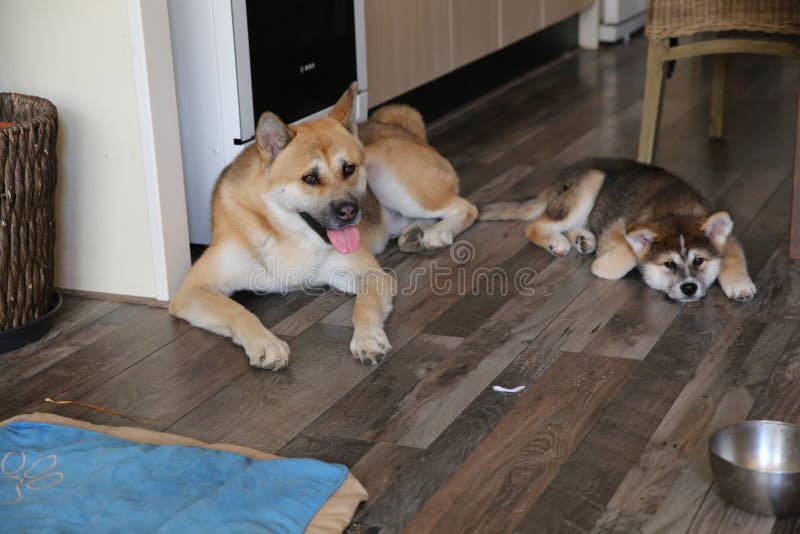 Puppy akita inu stock photo. Image of year, carnivore - 43052258