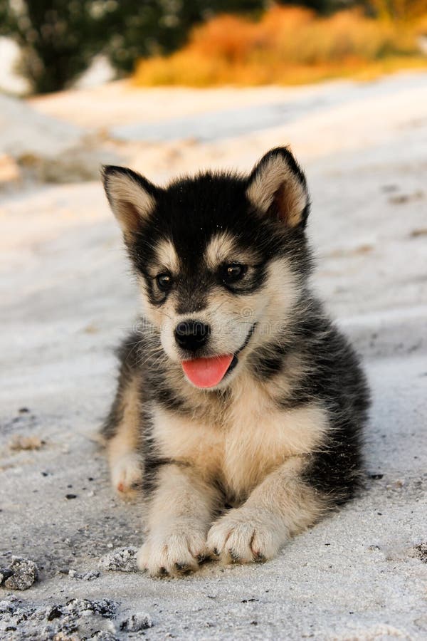 Puppy Alaskan Malamute stock photo. Image of male, canine - 98123160