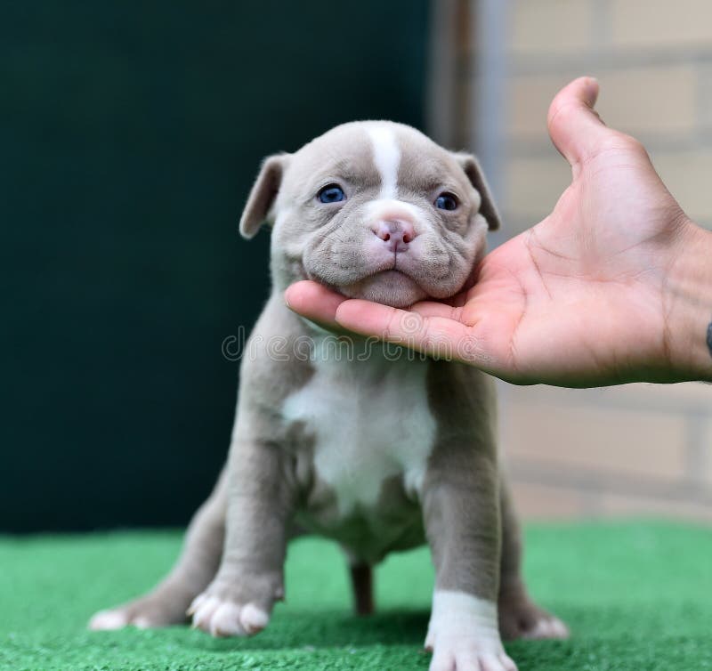 A puppy american bully dog stock image. Image of bully - 179062999