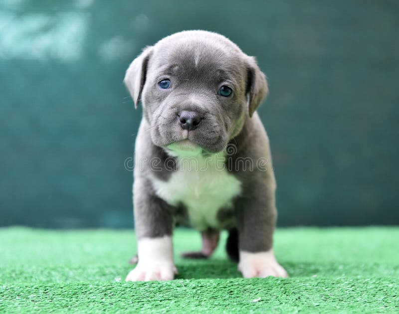 A puppy american bully dog stock photo. Image of canine - 179063096