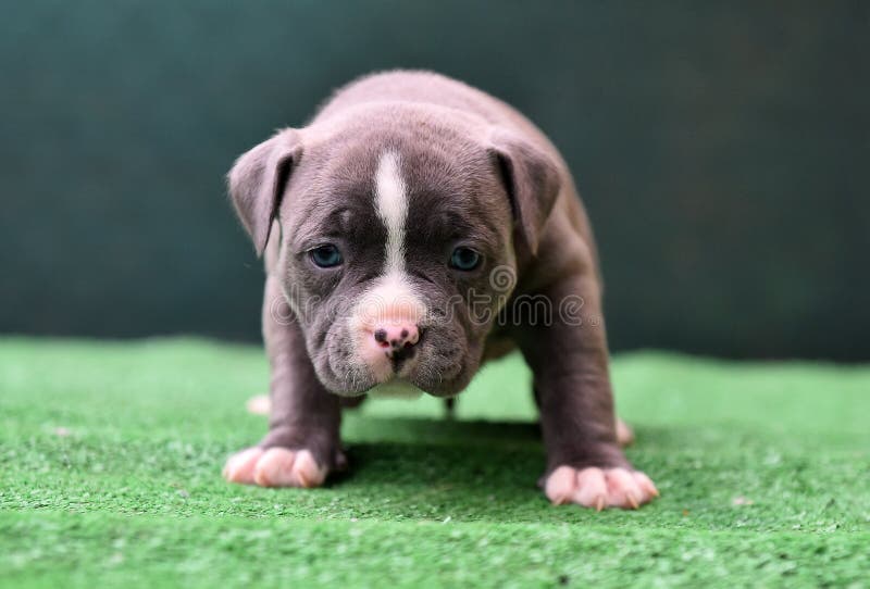 A puppy american bully dog stock image. Image of pedigree - 179063169