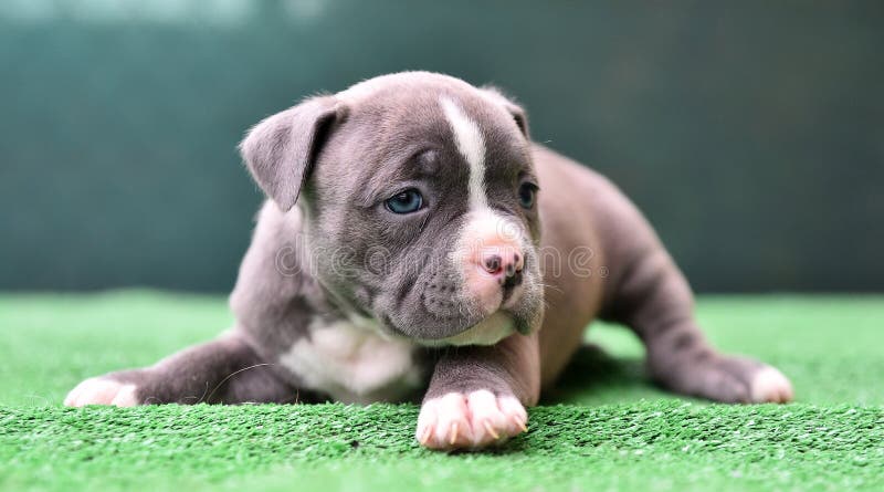 A puppy american bully dog stock photo. Image of head - 179063176