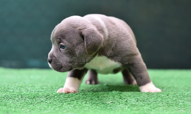 A puppy american bully dog stock image. Image of pitbull - 179063187