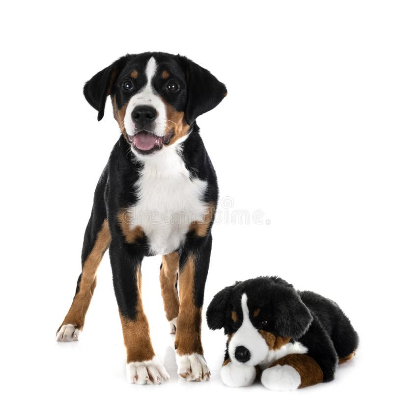 Puppy Appenzeller Sennenhund Stock Photo - Image of bear, tricolor ...